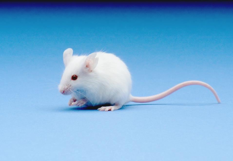 Gene-based therapeutics