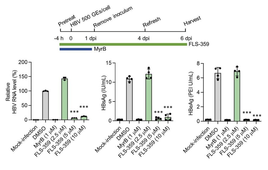 Targeting cccDNA in Human Hepatocytes: Pathway to a Cure for HBV?