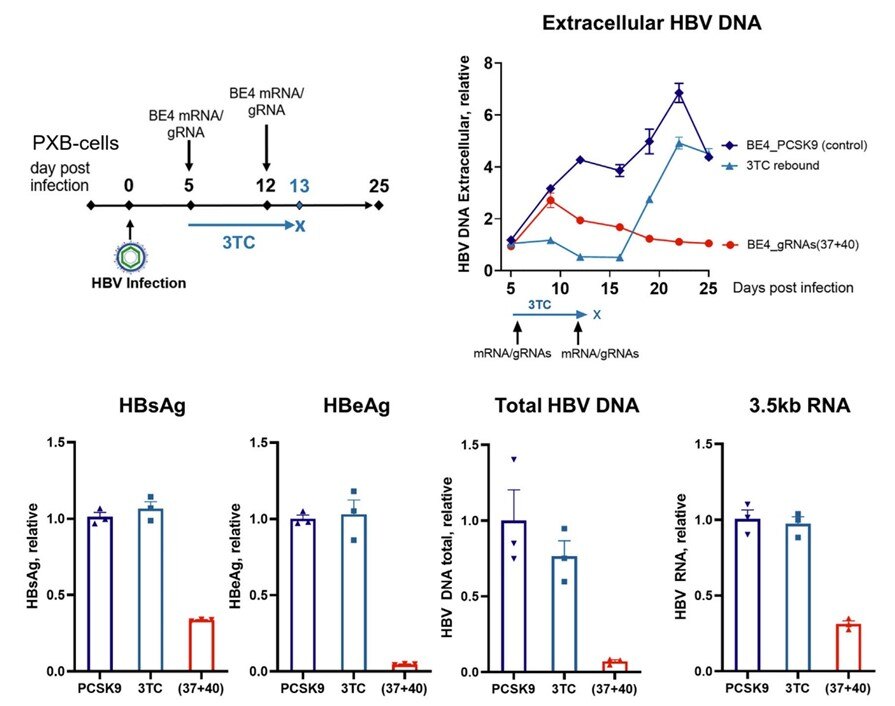 Targeting cccDNA in Human Hepatocytes: Pathway to a Cure for HBV?