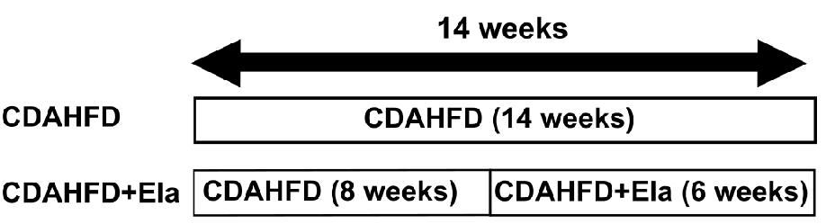 Targeting NASH Drug Development with a New Humanized Liver NASH Model